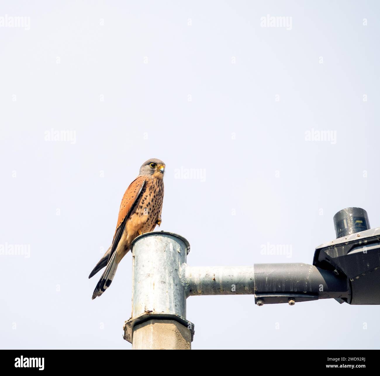 Peregrine falcon breeding nest hi-res stock photography and images - Alamy