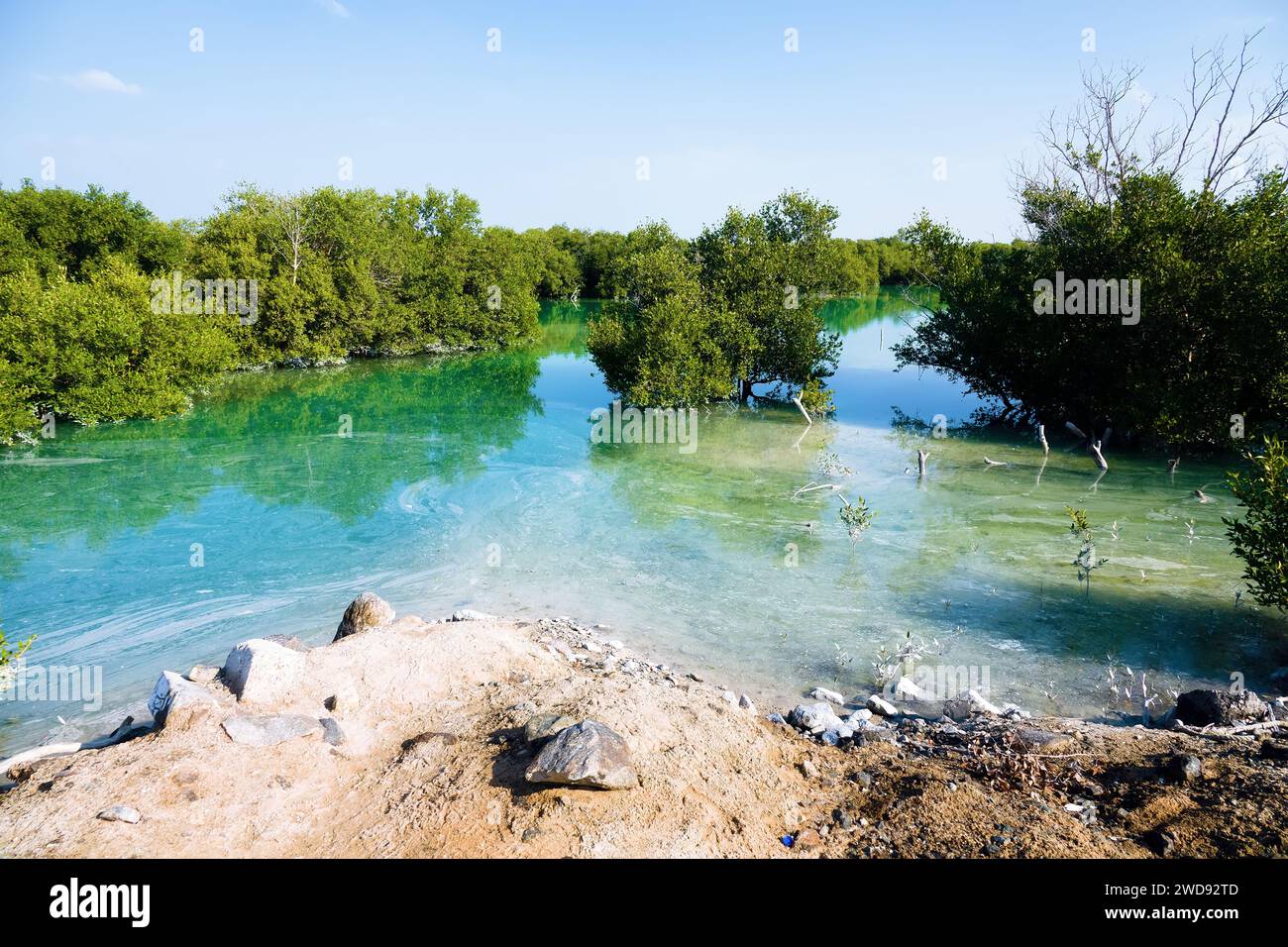 Mangroves in the Persian Gulf. United Arab Emirates. Winter algae ...