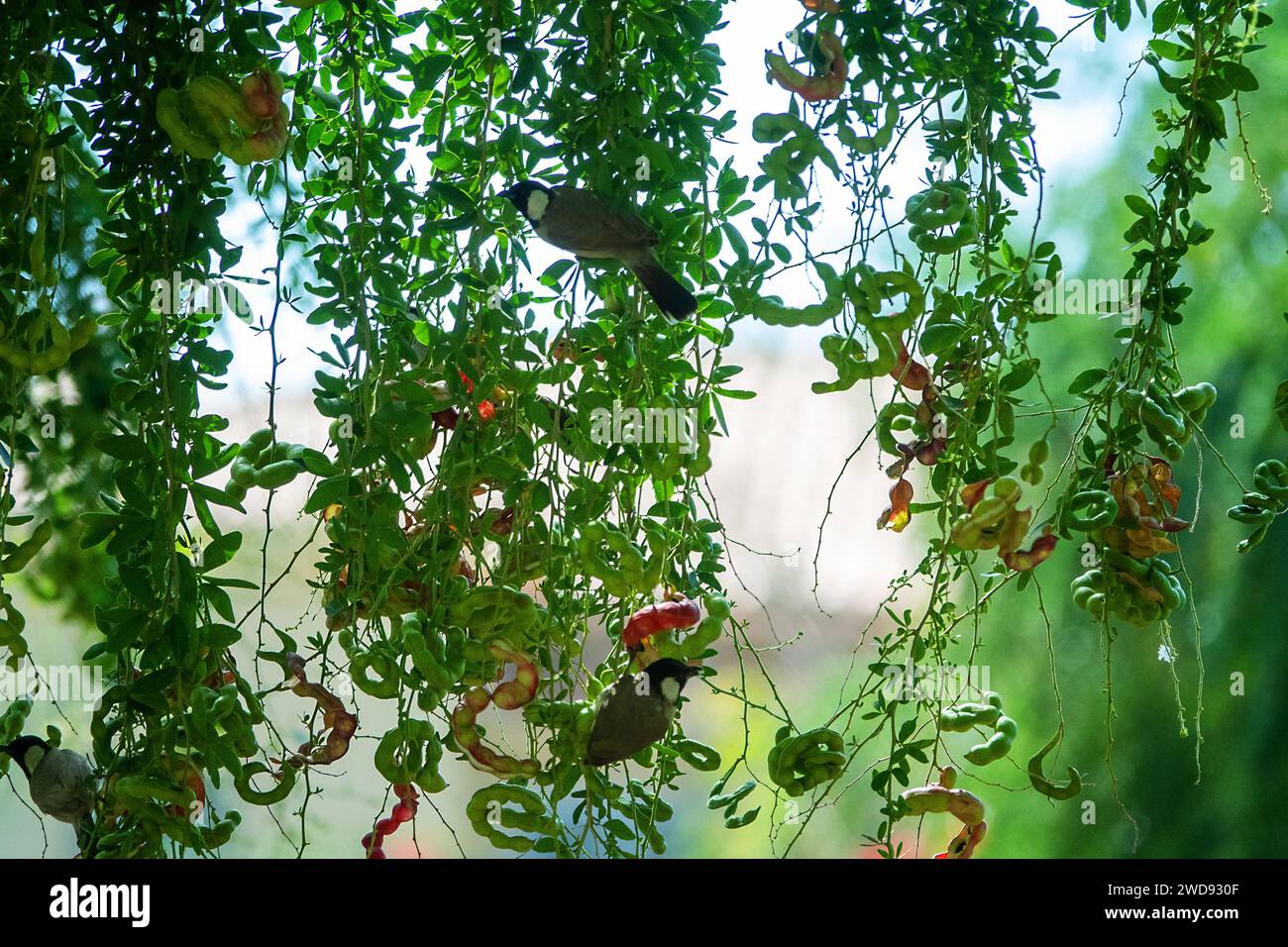 Pithecellobium hi-res stock photography and images - Alamy