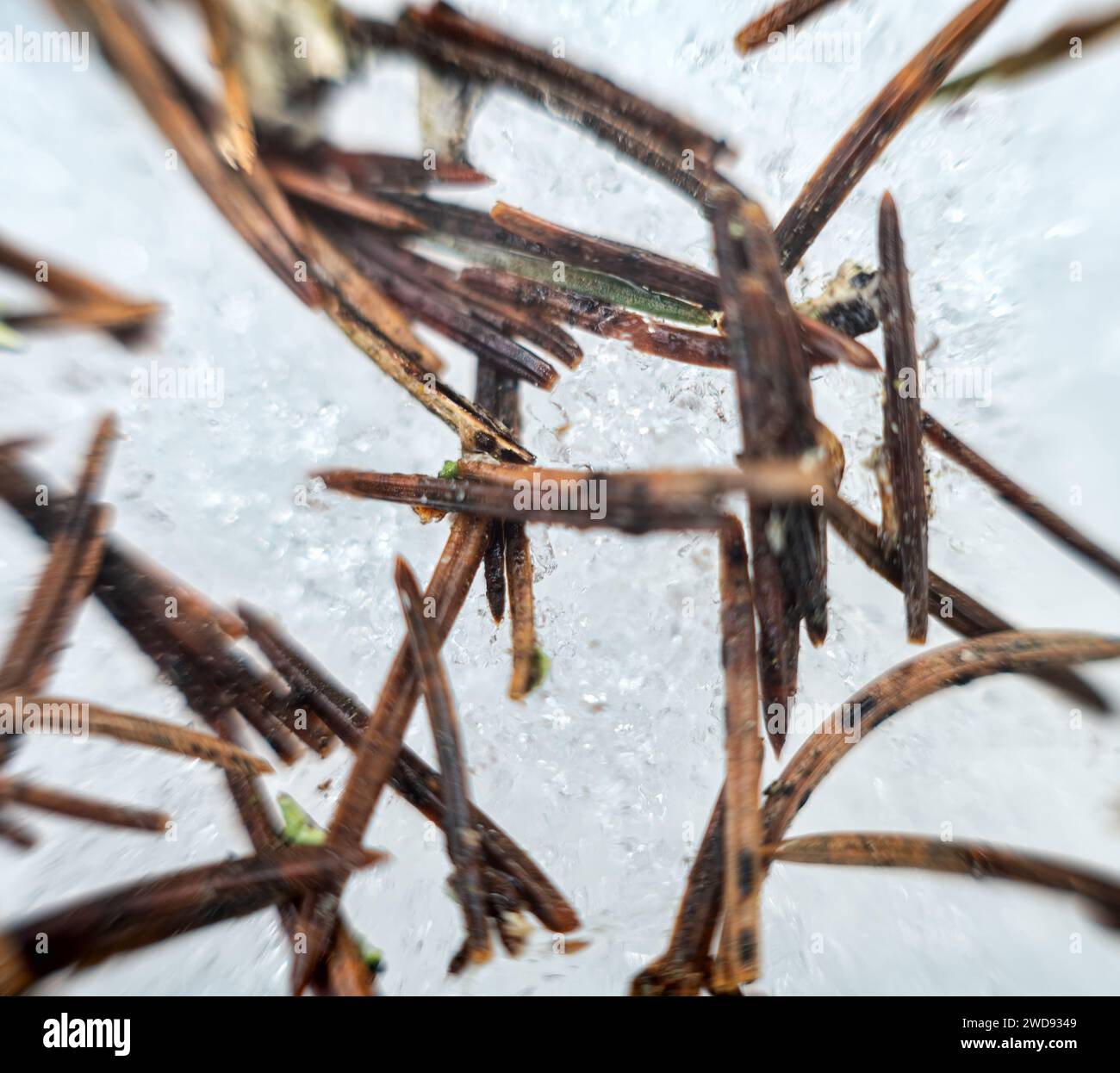 Forestery. Spruce needles and particles of bark on spring melted snow ...