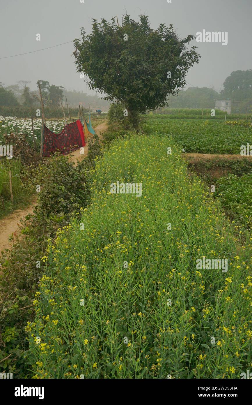 Vast field of mustard plants, genera Brassica and Sinapis, the mustard ...