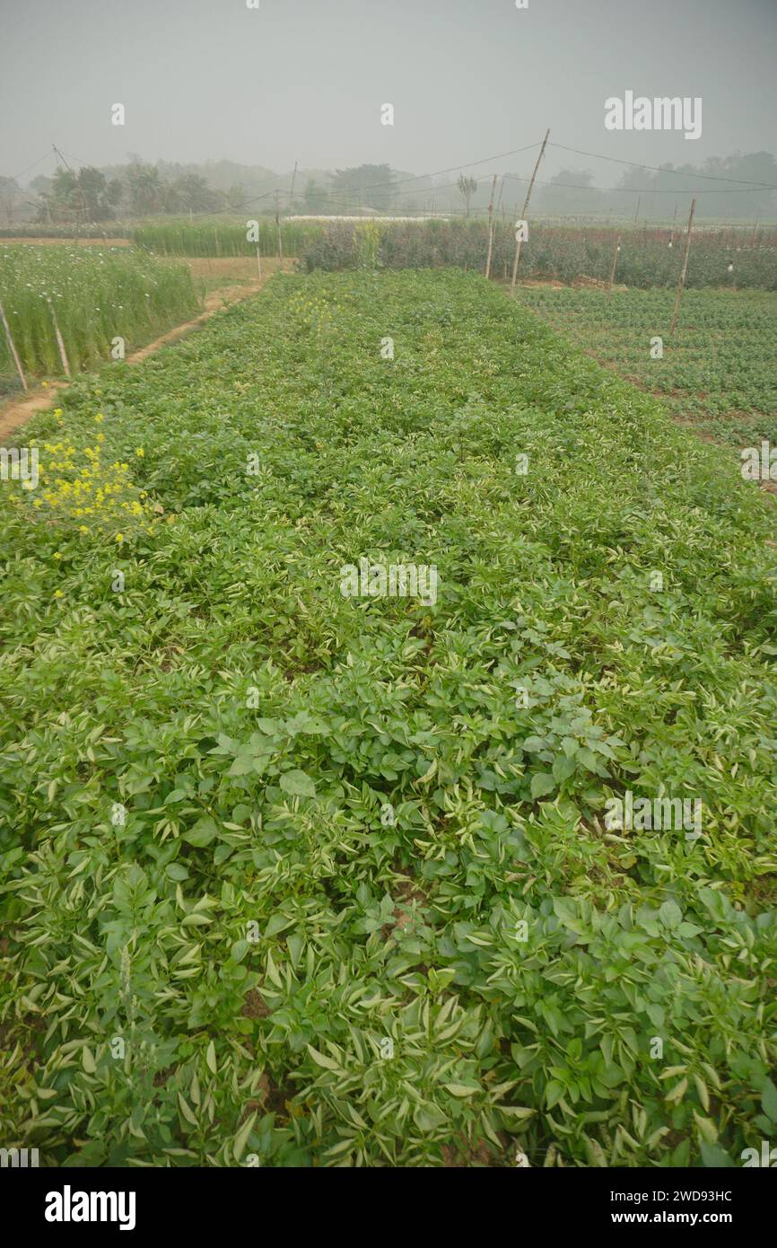 Potato farming, starchy root vegetable consumed as a staple food in ...