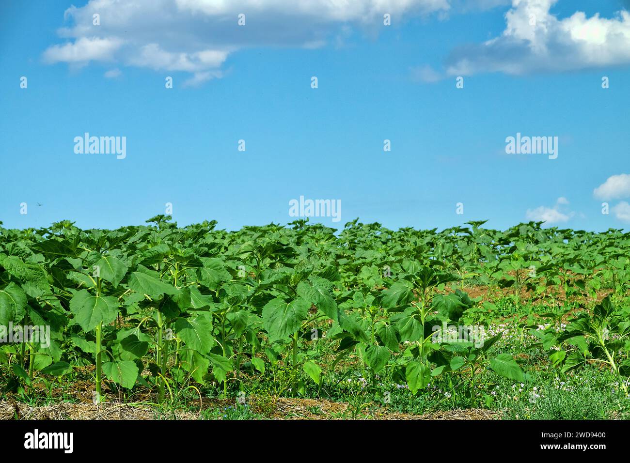A field with young sunflower. Strong stems and rough fleshy leaves ...
