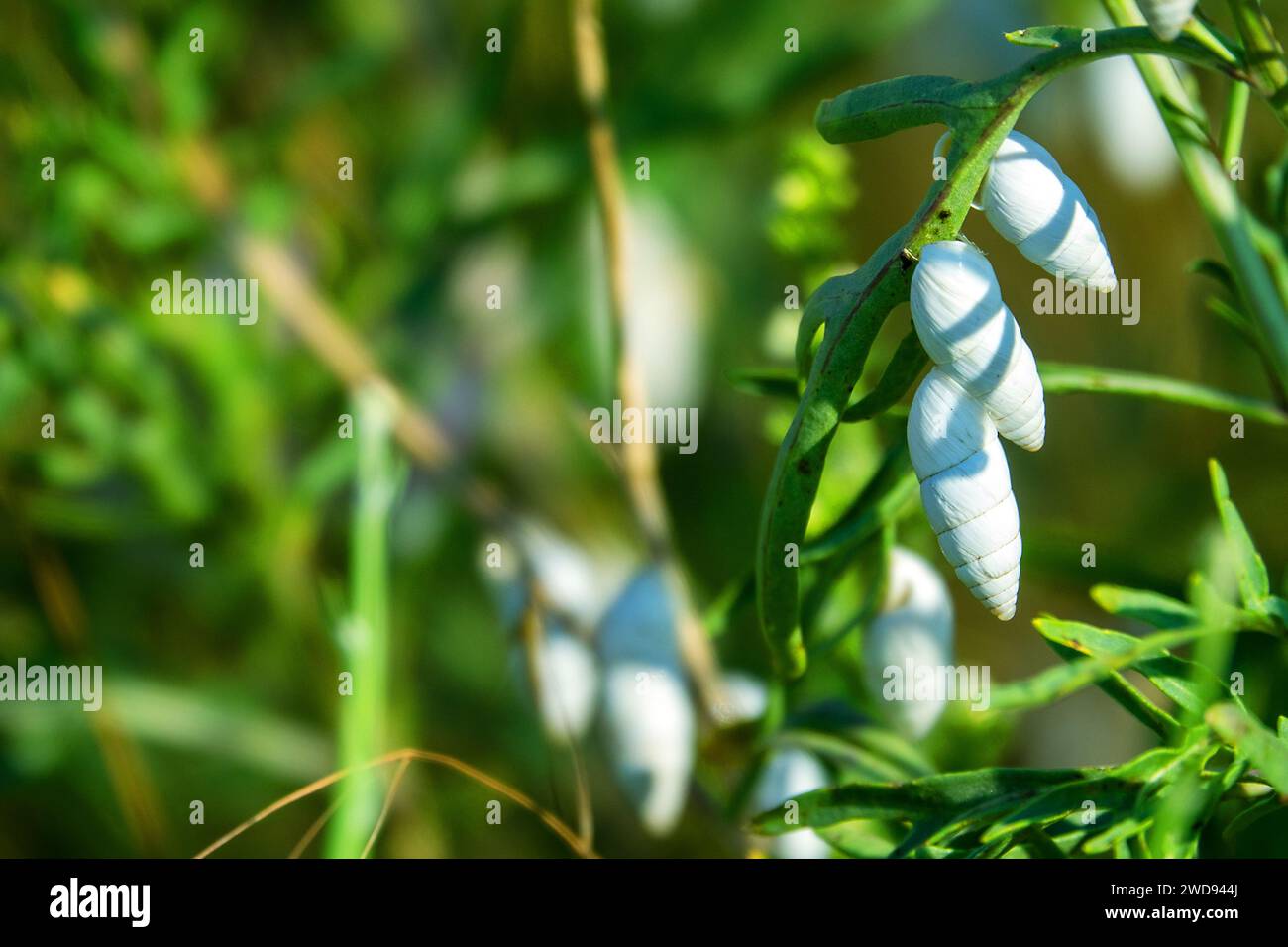 Malacology hi-res stock photography and images - Alamy