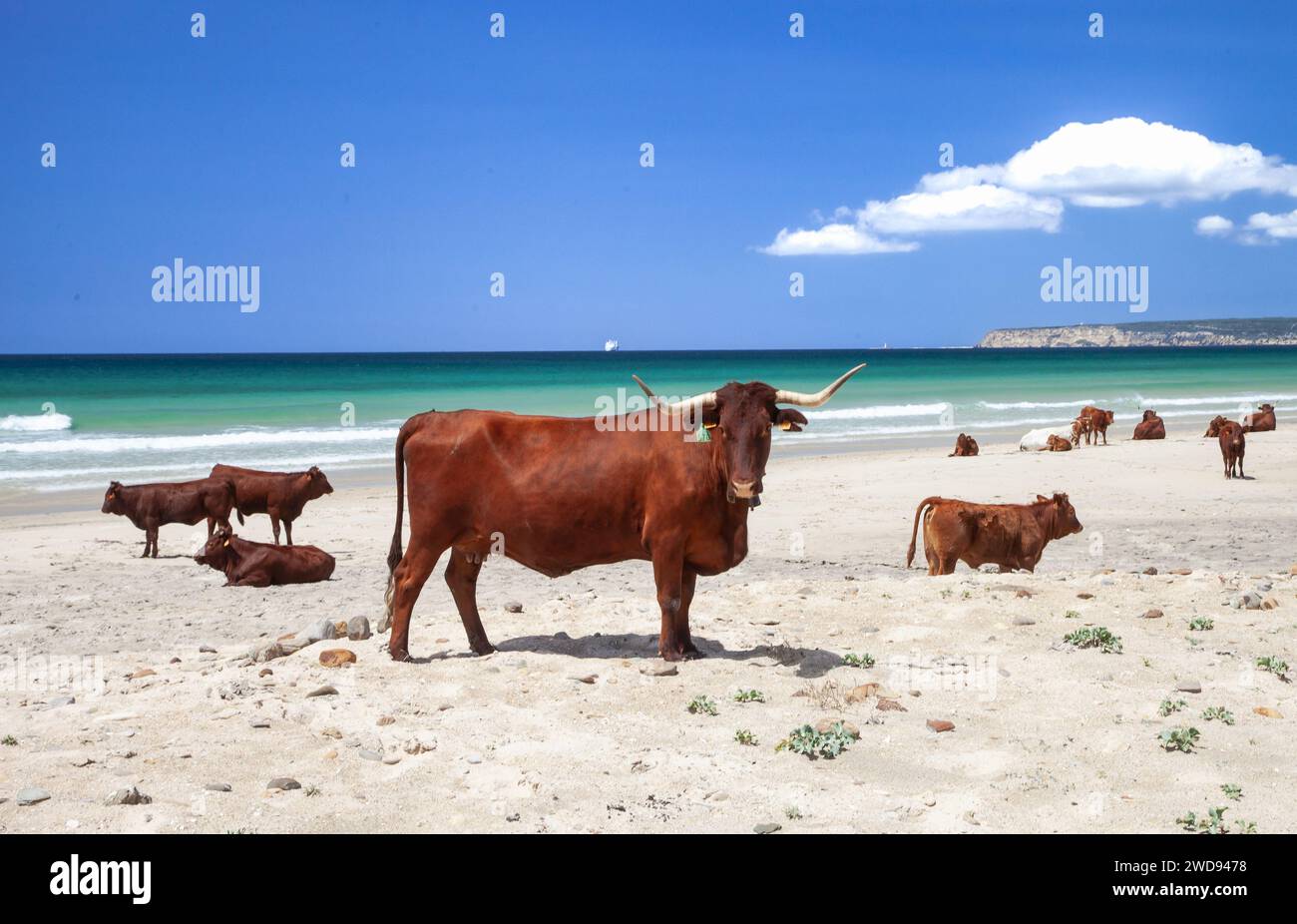 Zahara de los atunes beach hi-res stock photography and images - Alamy