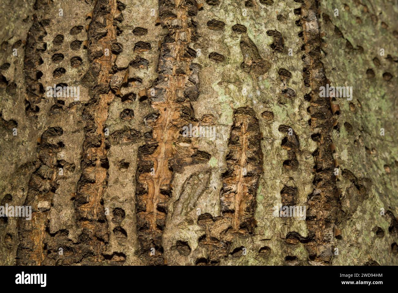 Yellow-bellied Sapsucker Tree Damage Stock Photo - Alamy