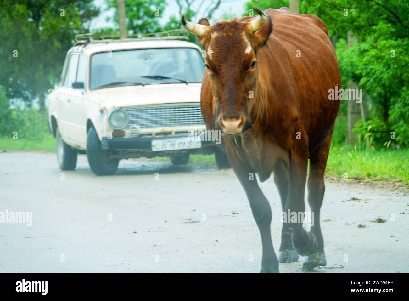 A cow crosses the road in front of a car. Soviet Zhiguli VAZ-2101 car ...