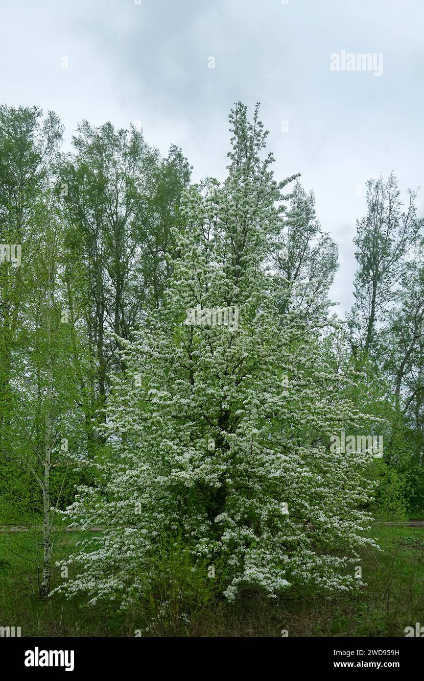 Wild pear Pyrus communis) friendly flowering in the forest-steppe, crab ...