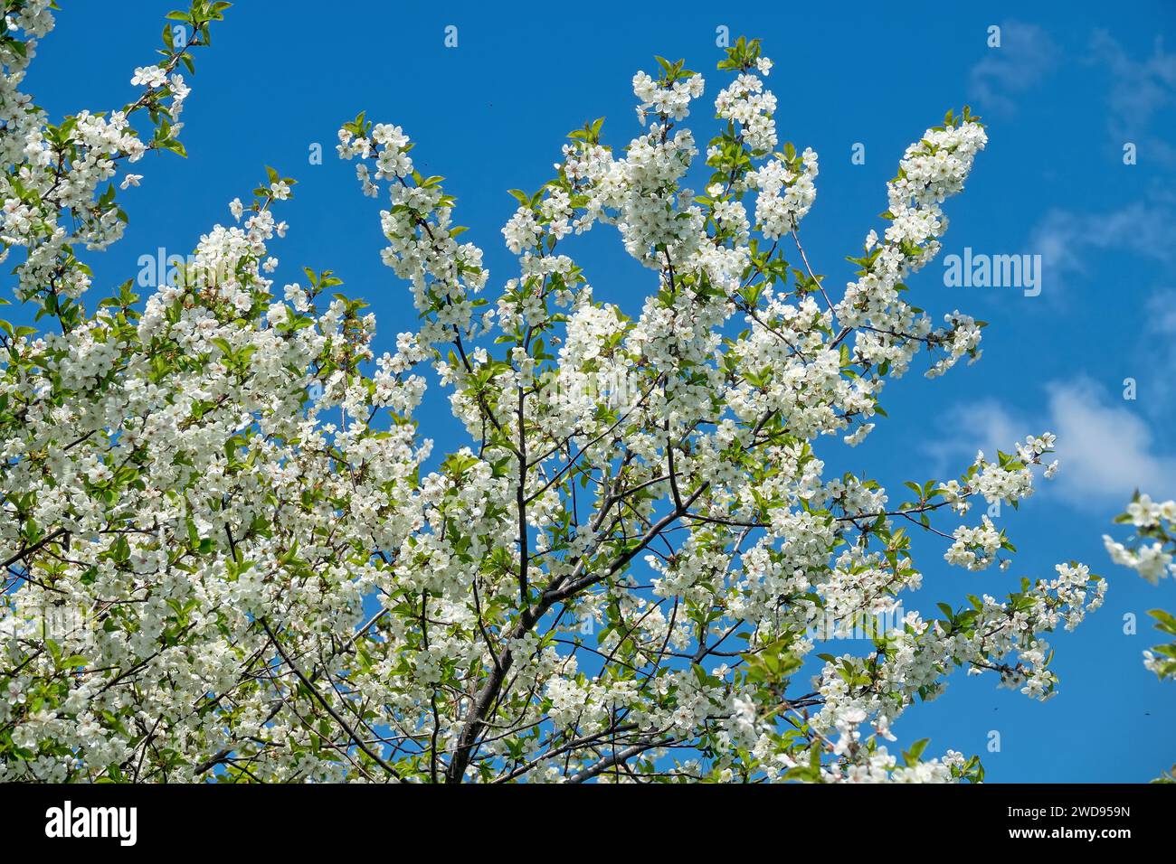 Frutescent cherry hi-res stock photography and images - Alamy