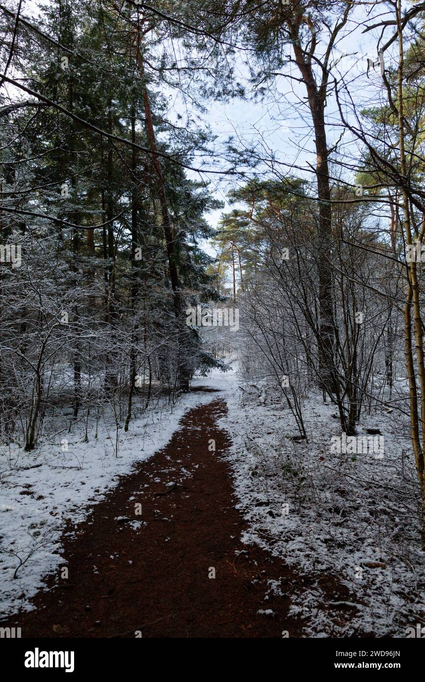 Snow in the woods with a muddy path through it Stock Photo - Alamy
