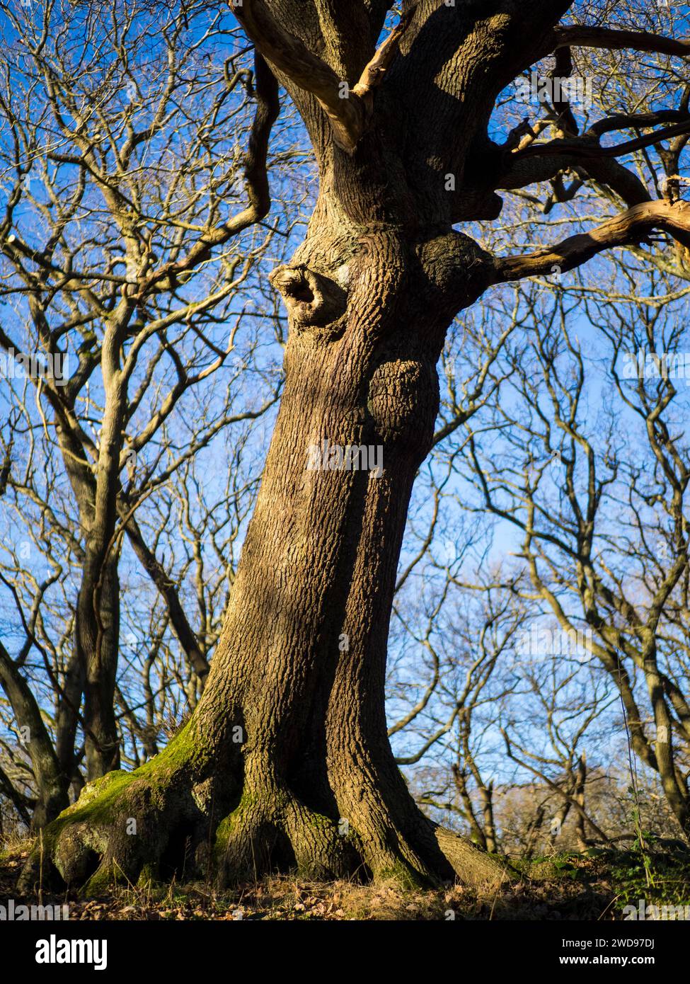Ancient Woodland, Sandy Heath, Hampstead Heath, Hampstead, Camden ...