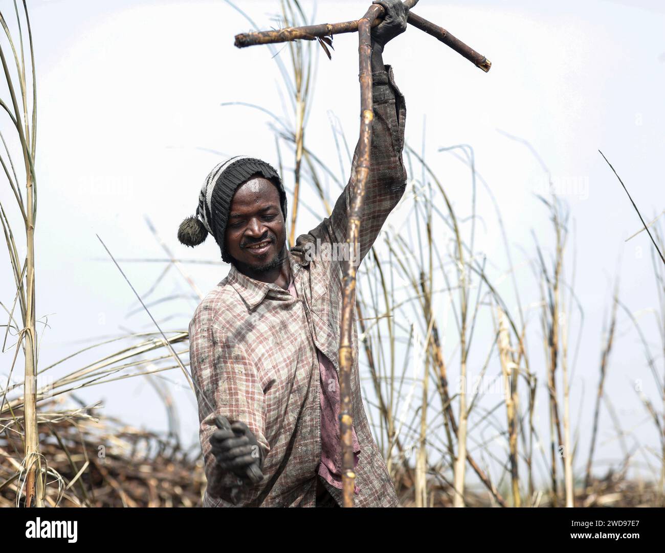 (240119) -- ANIE, Jan. 19, 2024 (Xinhua) -- A worker harvests sugarcane ...