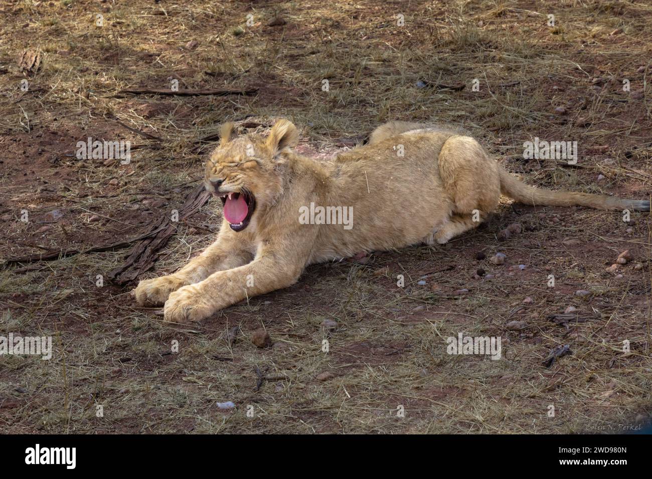 A lion cub shows its emerging fangs at a game reserve in central ...