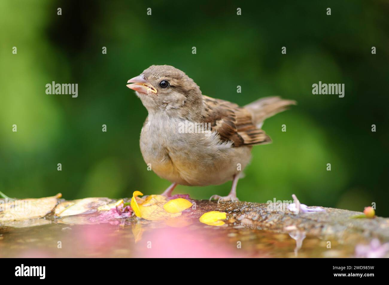 Immature house sparrow hi-res stock photography and images - Alamy