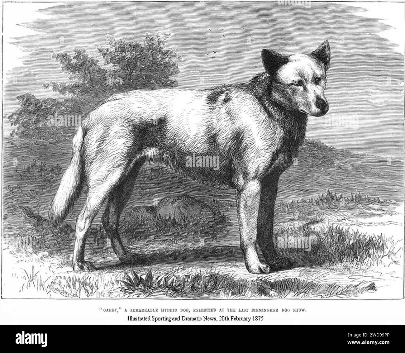 Esquimaux dogs hi-res stock photography and images - Alamy