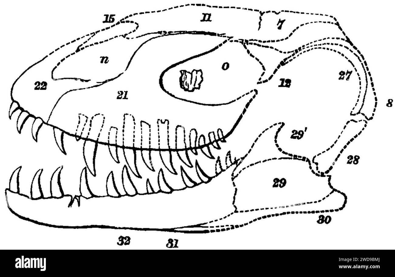 Megalosaurus Black and White Stock Photos & Images - Alamy