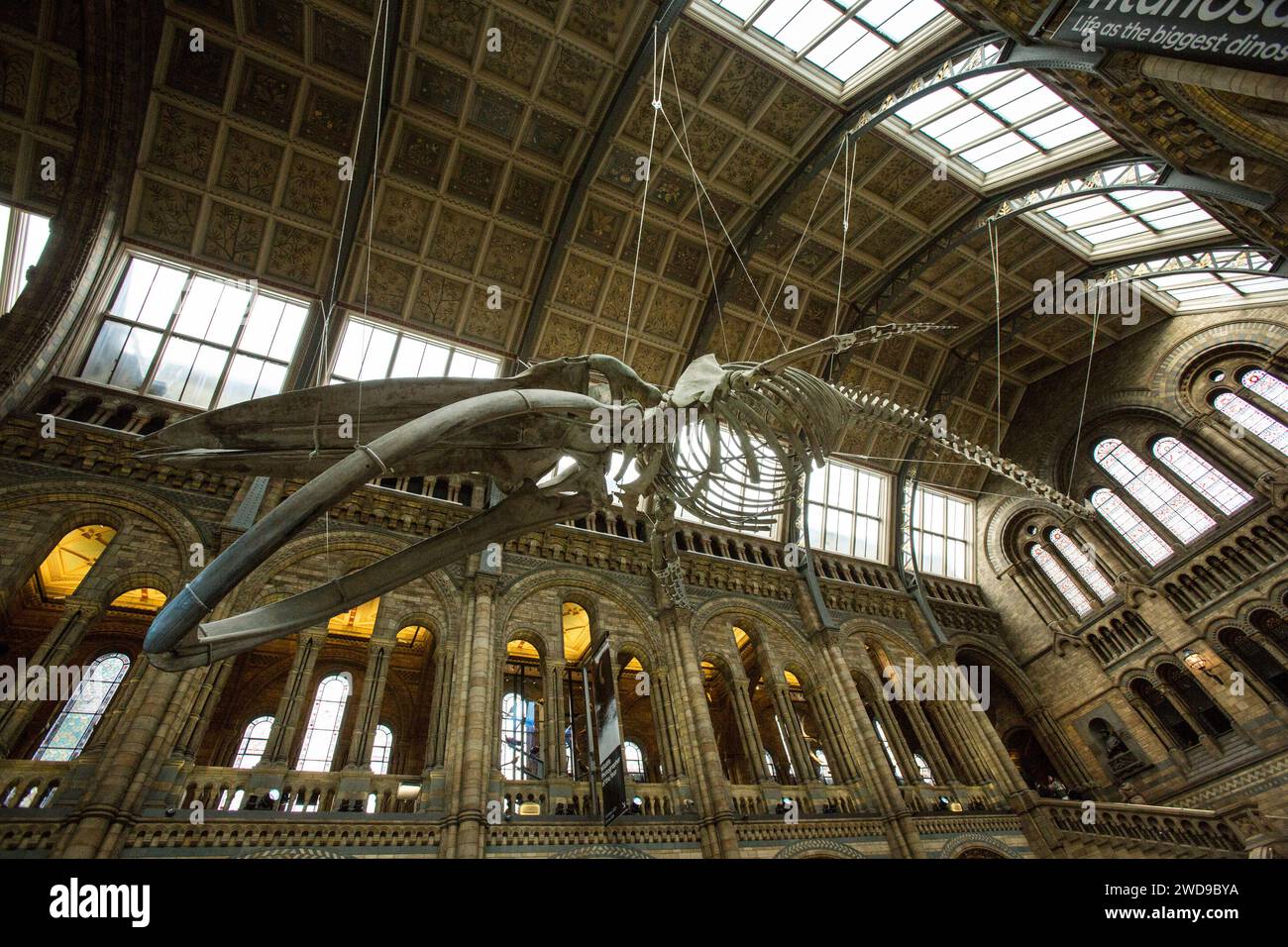Natural History Museum, London, UK Stock Photo - Alamy Natural History Museum, London, UK Stock Photo - Alamy