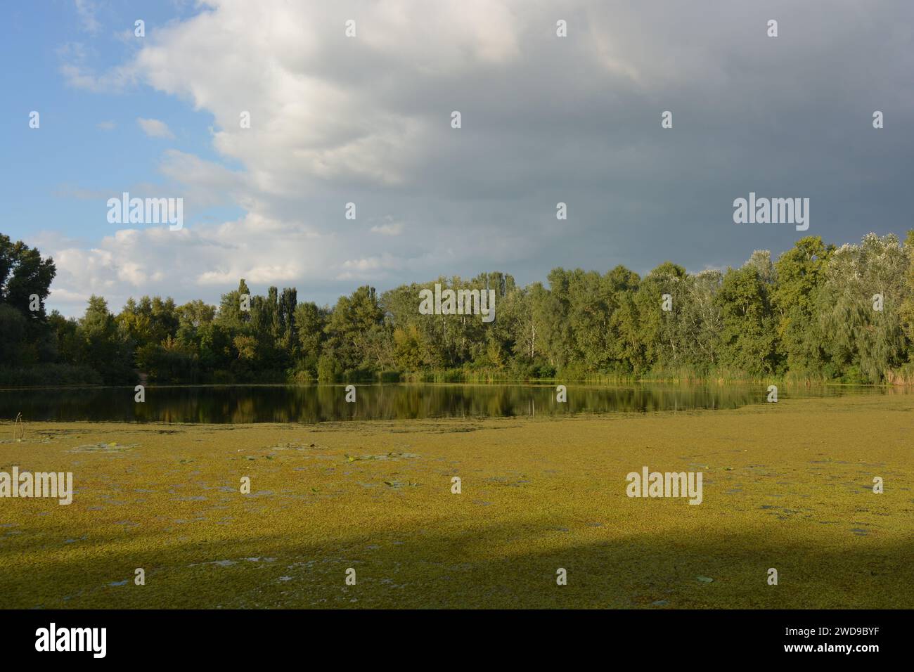 Beautiful and unusual nature with beautiful trees near the Dnipro River ...