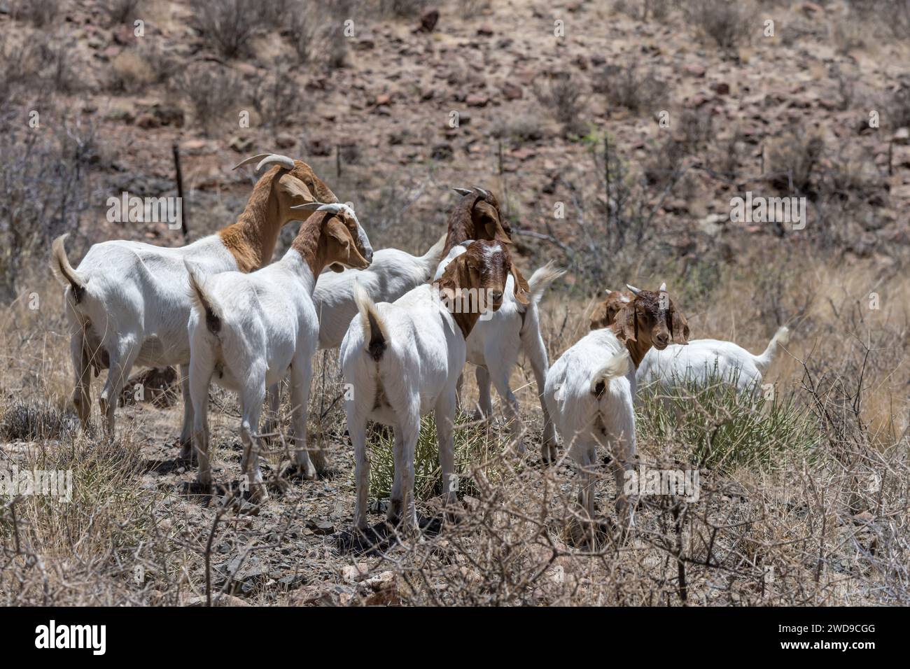 African goat farming hi-res stock photography and images - Alamy