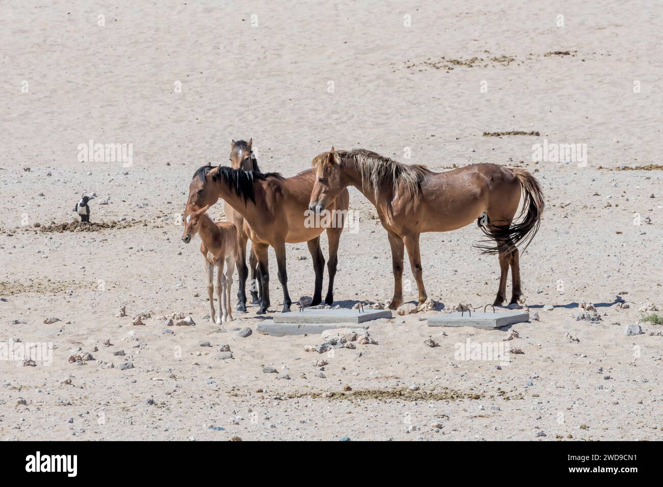 Wild namibian desert horse hi-res stock photography and images - Alamy