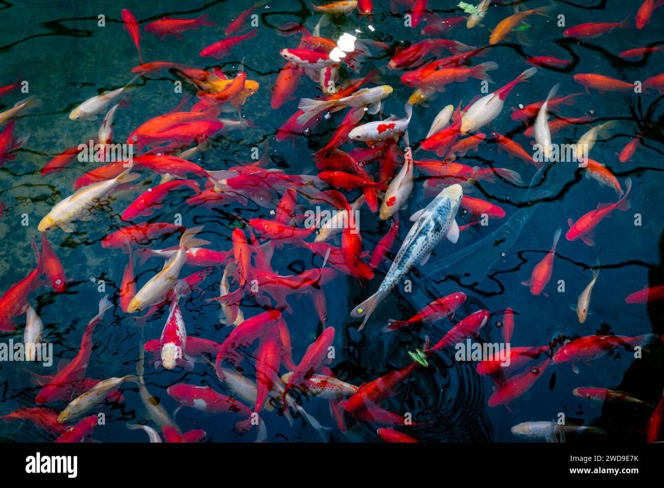 School of goldfish hi-res stock photography and images - Alamy