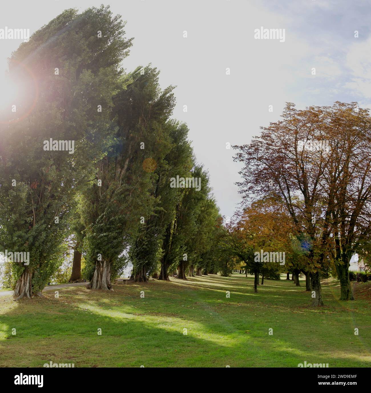 Overview of a park with very tall trees Stock Photo - Alamy