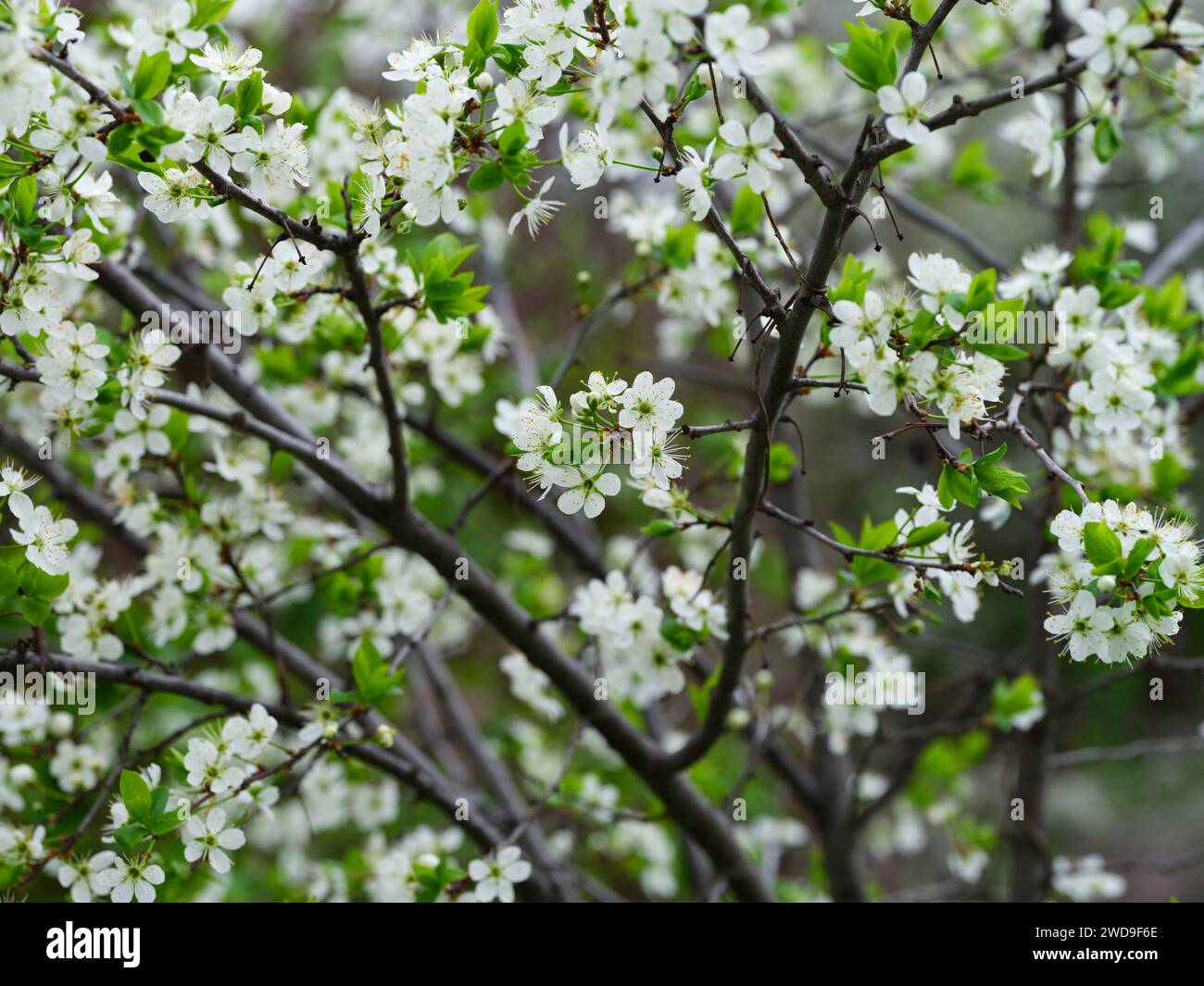 A blackthorn tree (Prunus spinosa) blooming in nature. Full frame Stock ...