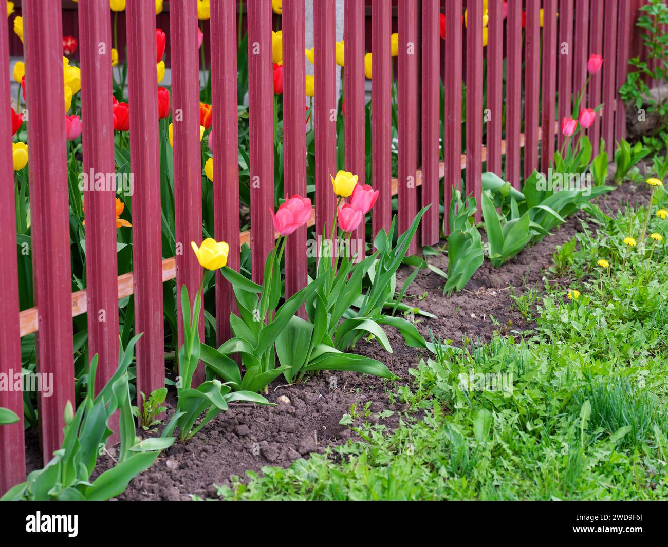 A fence with tulips growing and blooming on both sides Stock Photo - Alamy