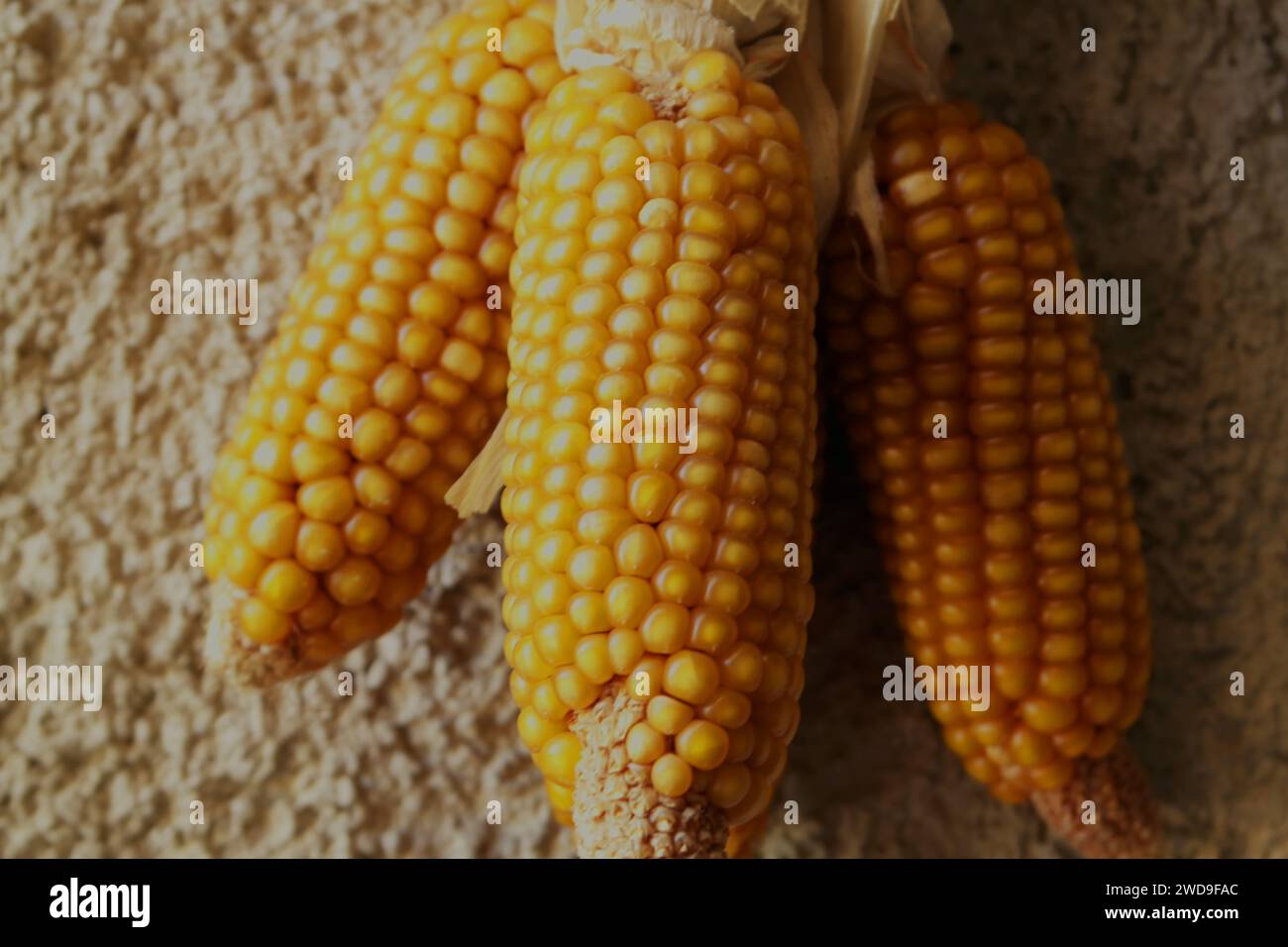 Rural background with corn cobs hanging on a stone wall Stock Photo - Alamy