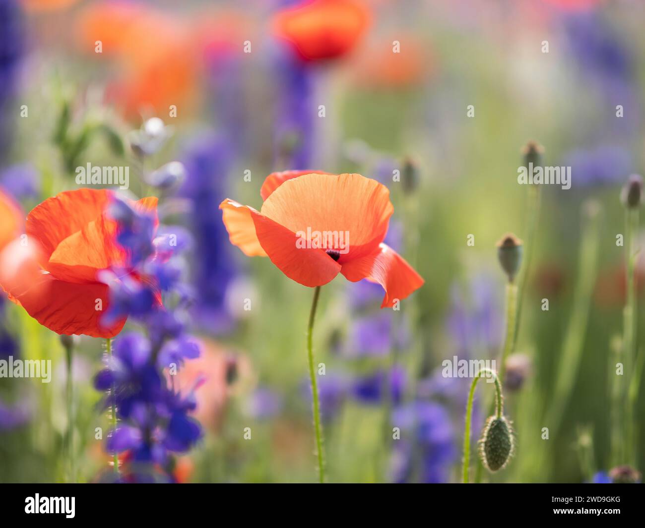 Poppy flowers, buds and other unknown wildflowers are blooming happily ...