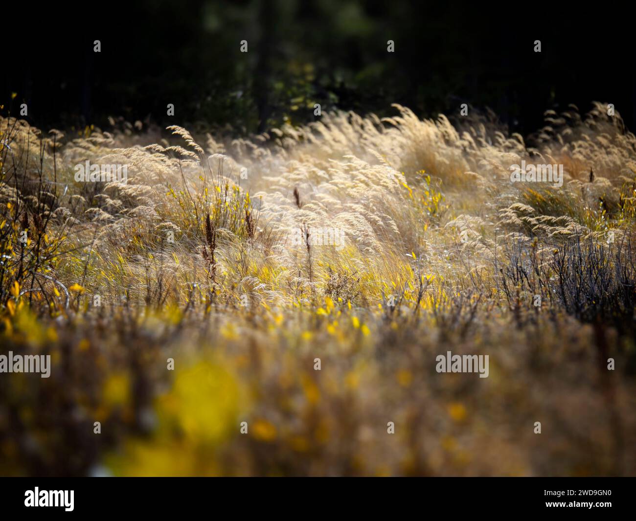 On a side street in Rocky Mountain National Park, wild grass is blown ...