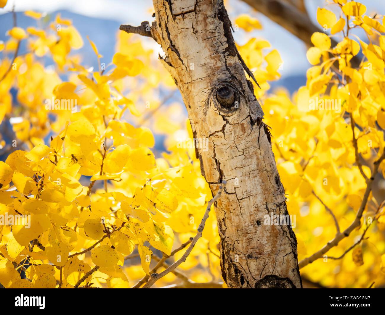 In Rocky Mountain National Park, aspen tree is changing its color. Fall ...