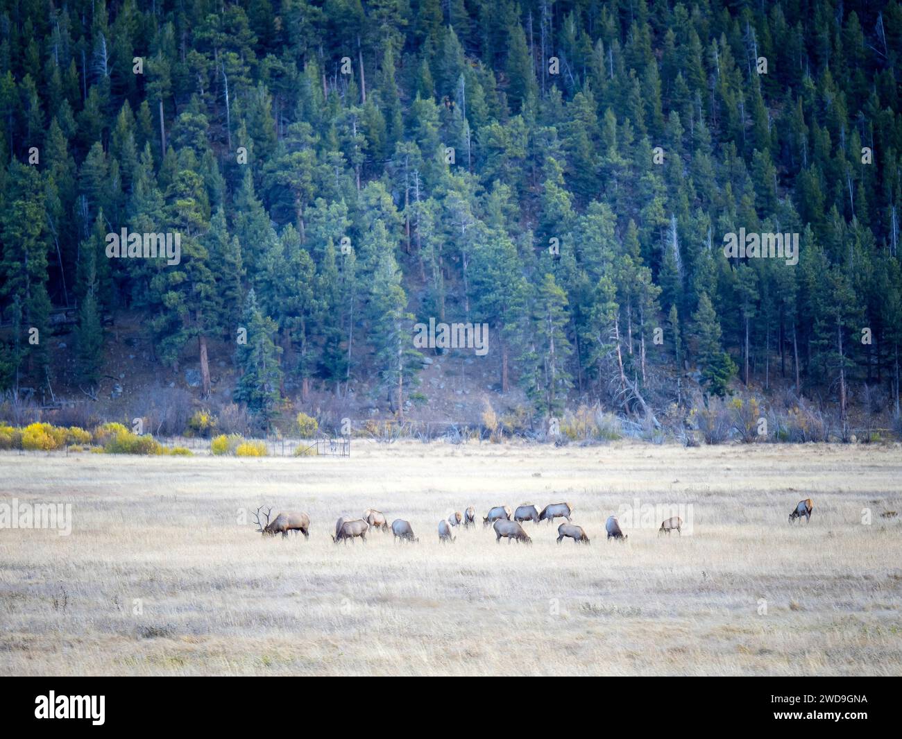 In Rocky Mountain National Park, elks are eating grass for their dinner ...