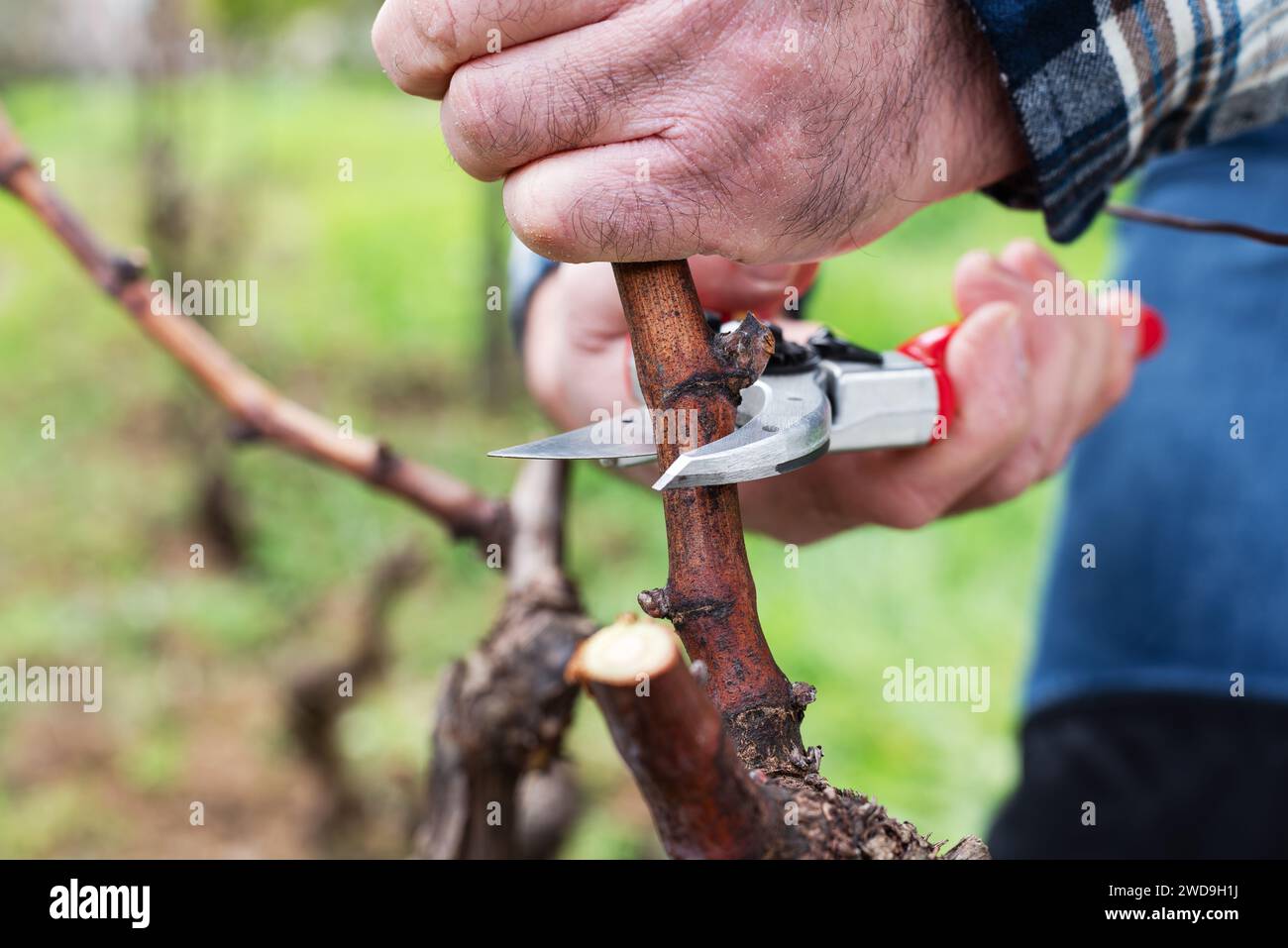 Winegrower pruning the vineyard with professional steel scissors ...