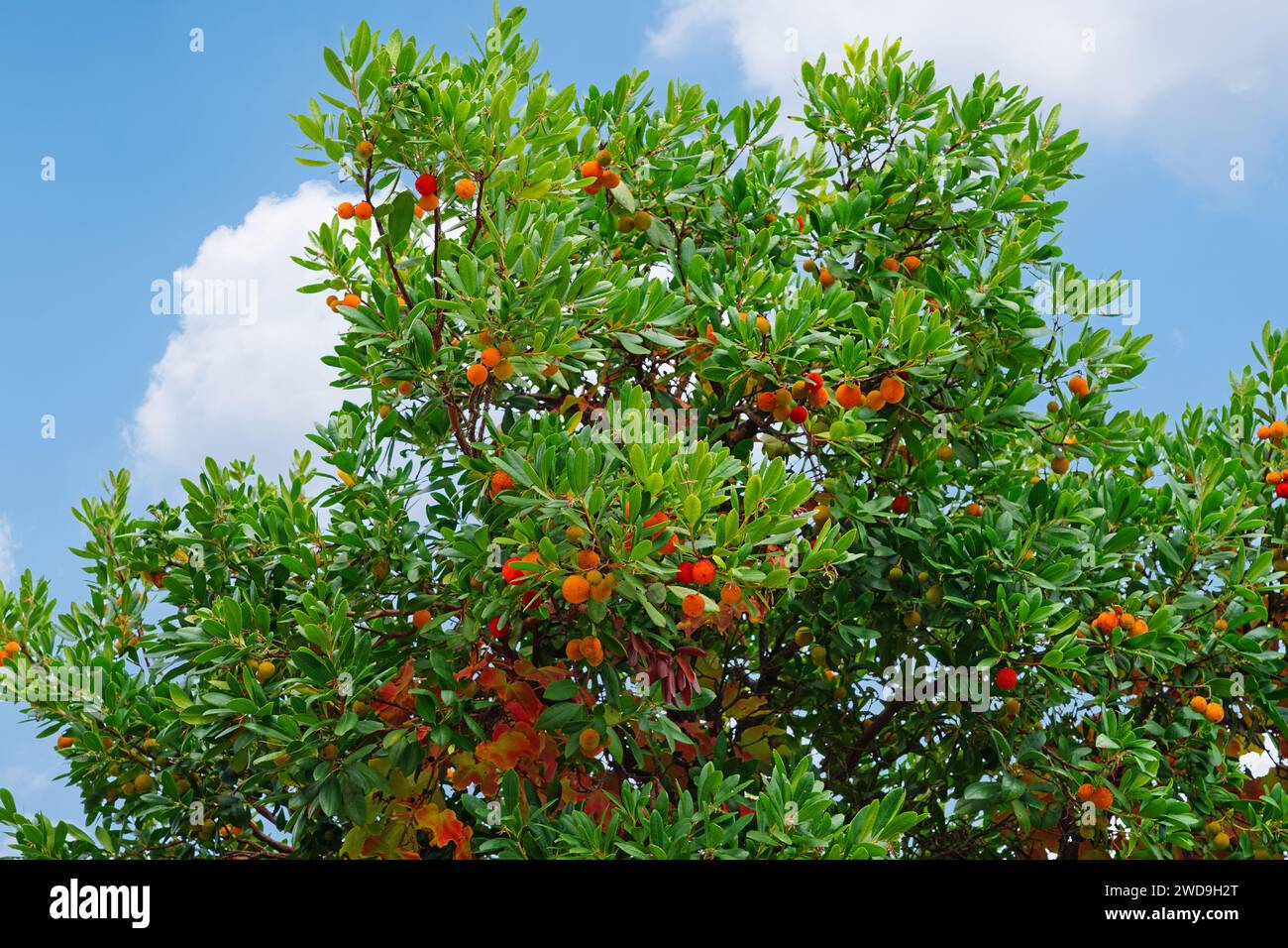 Red berry fruit of Cane Apple Arbutus Unedo growing on the tree Stock ...