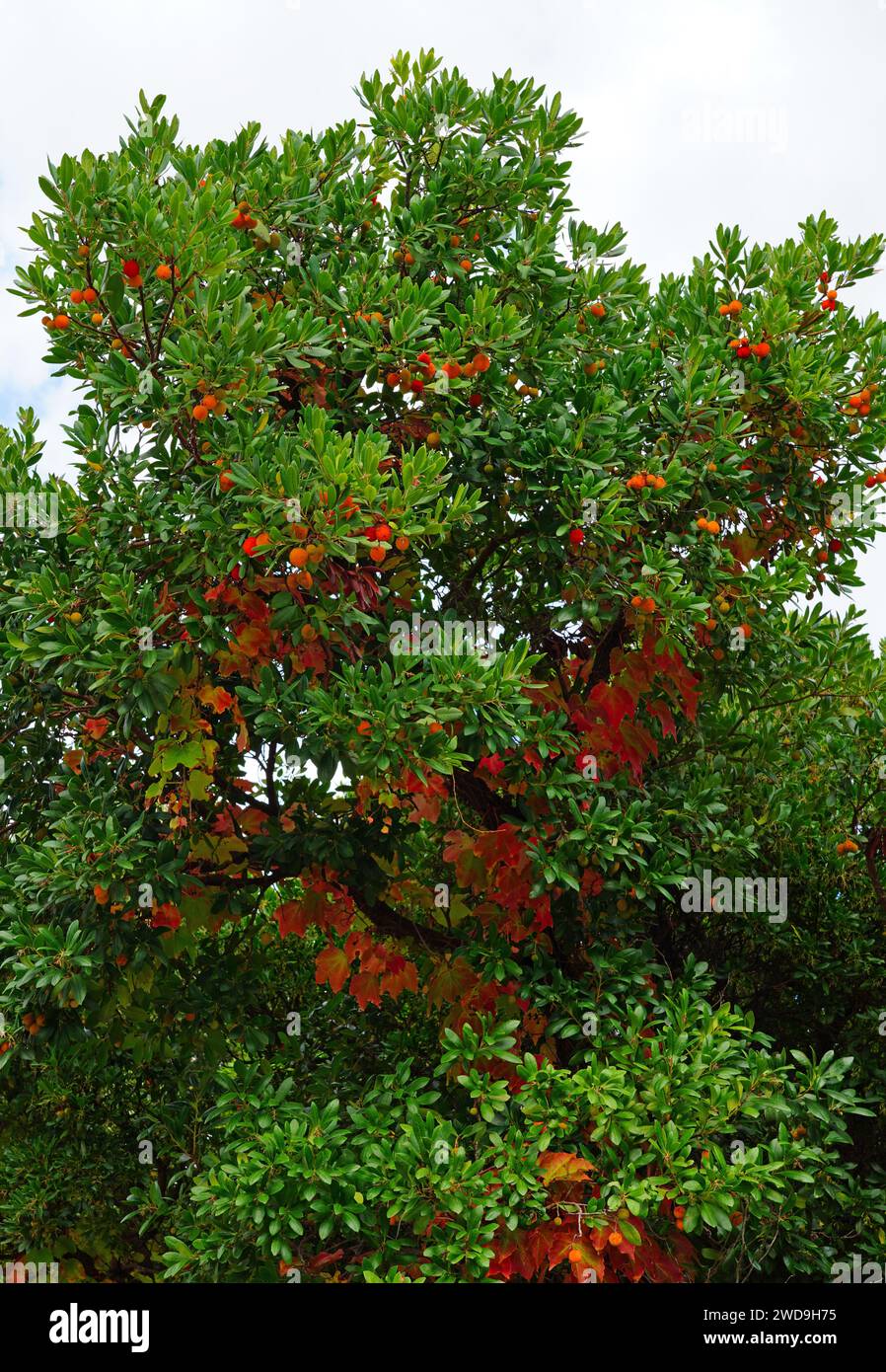 Red berry fruit of Cane Apple Arbutus Unedo growing on the tree Stock ...