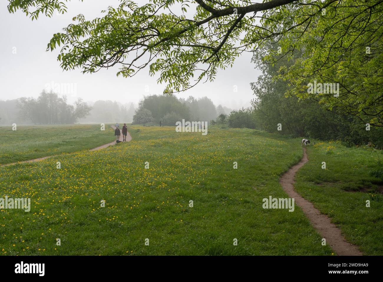 Misty May morning at Castle Meadows, Abergavenny, Monmouthshire UK ...