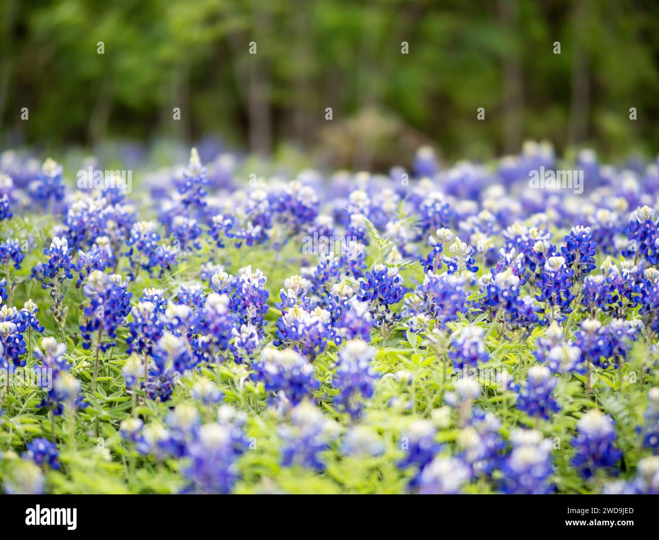 Indian blanket with texas bluebonnet hi-res stock photography and ...
