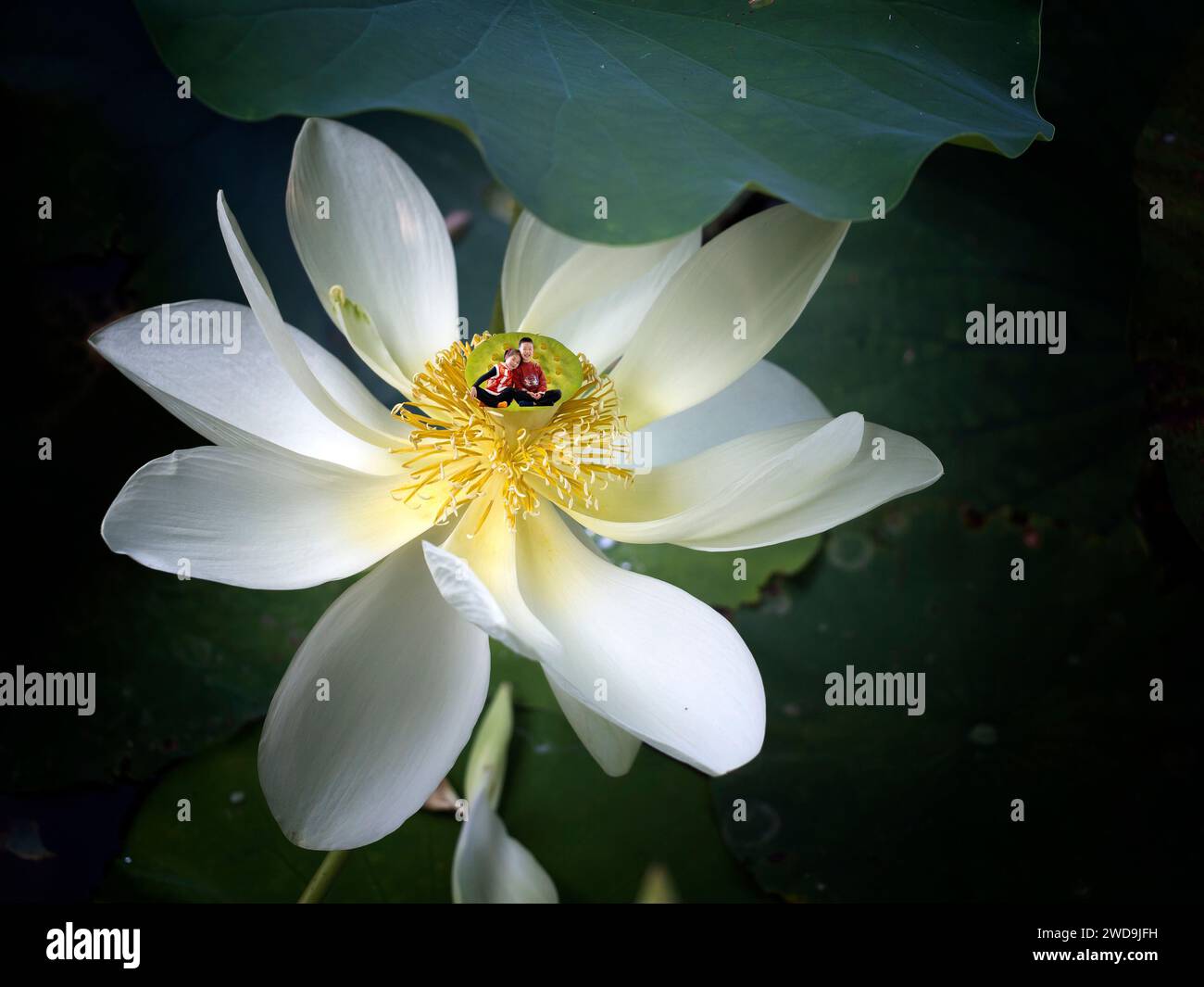 Two small human figures on lotus flower, showing love in the nature and ...