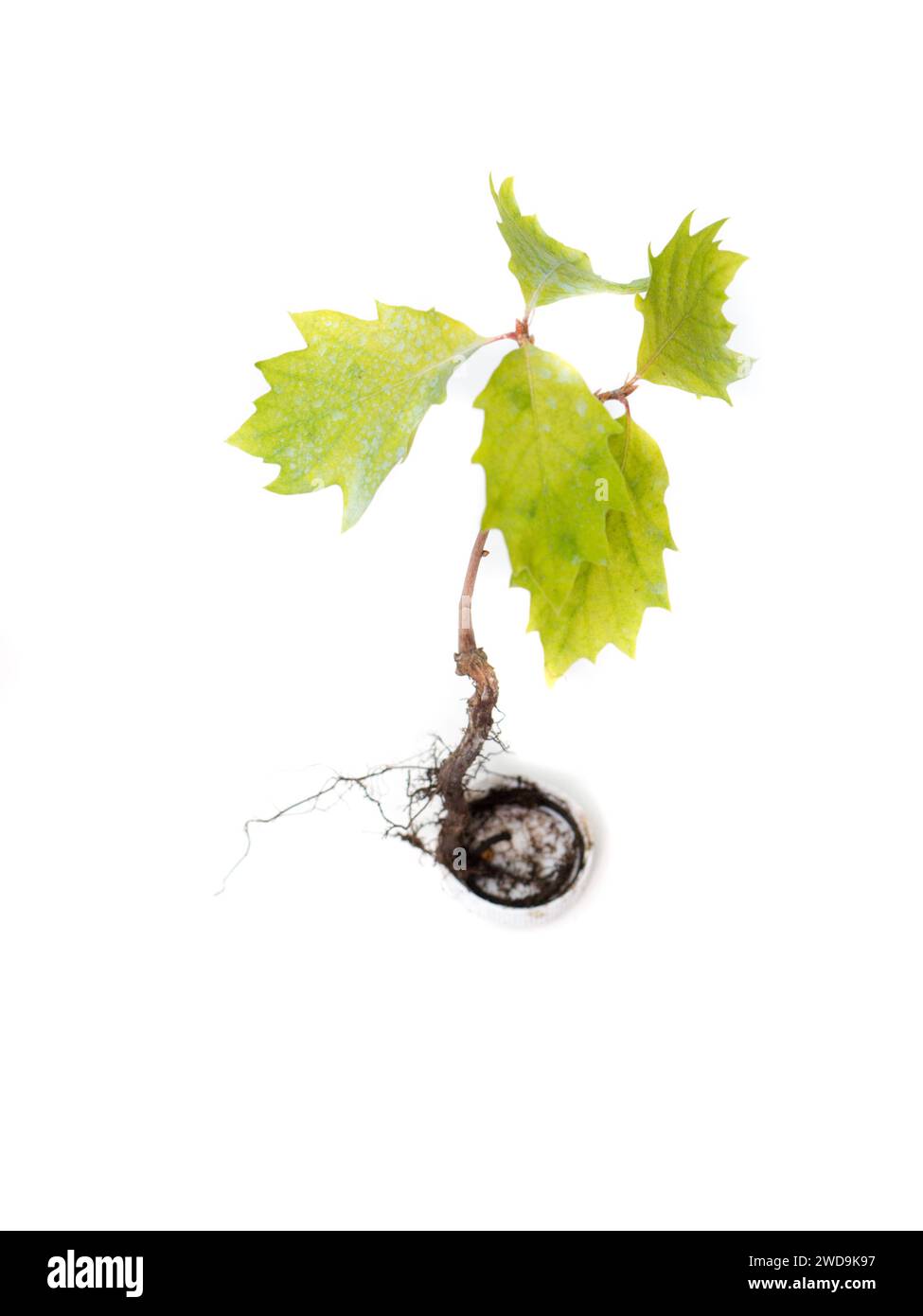 Oak bonsai in a plastic cover Stock Photo - Alamy