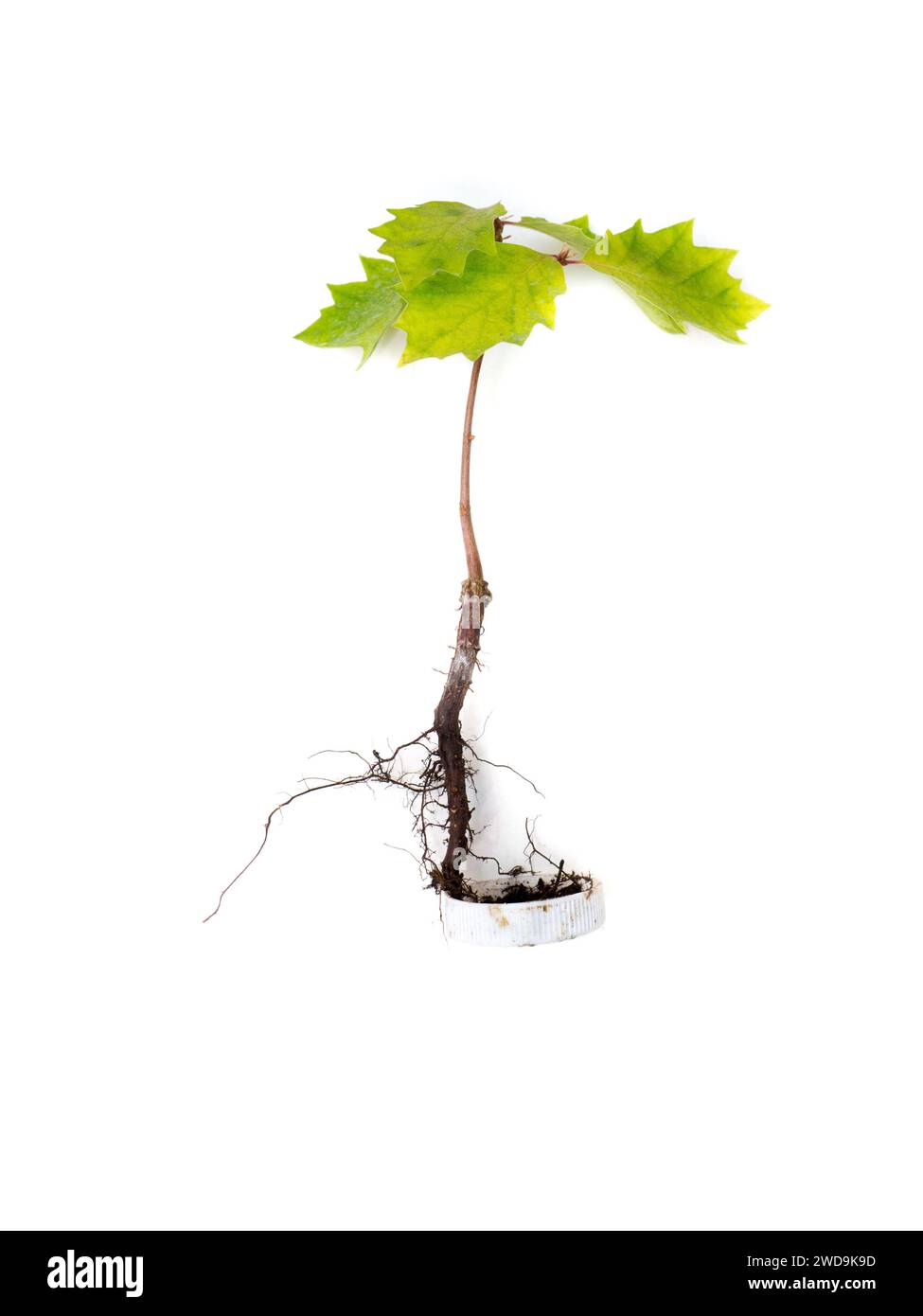Oak bonsai in a plastic cover Stock Photo - Alamy