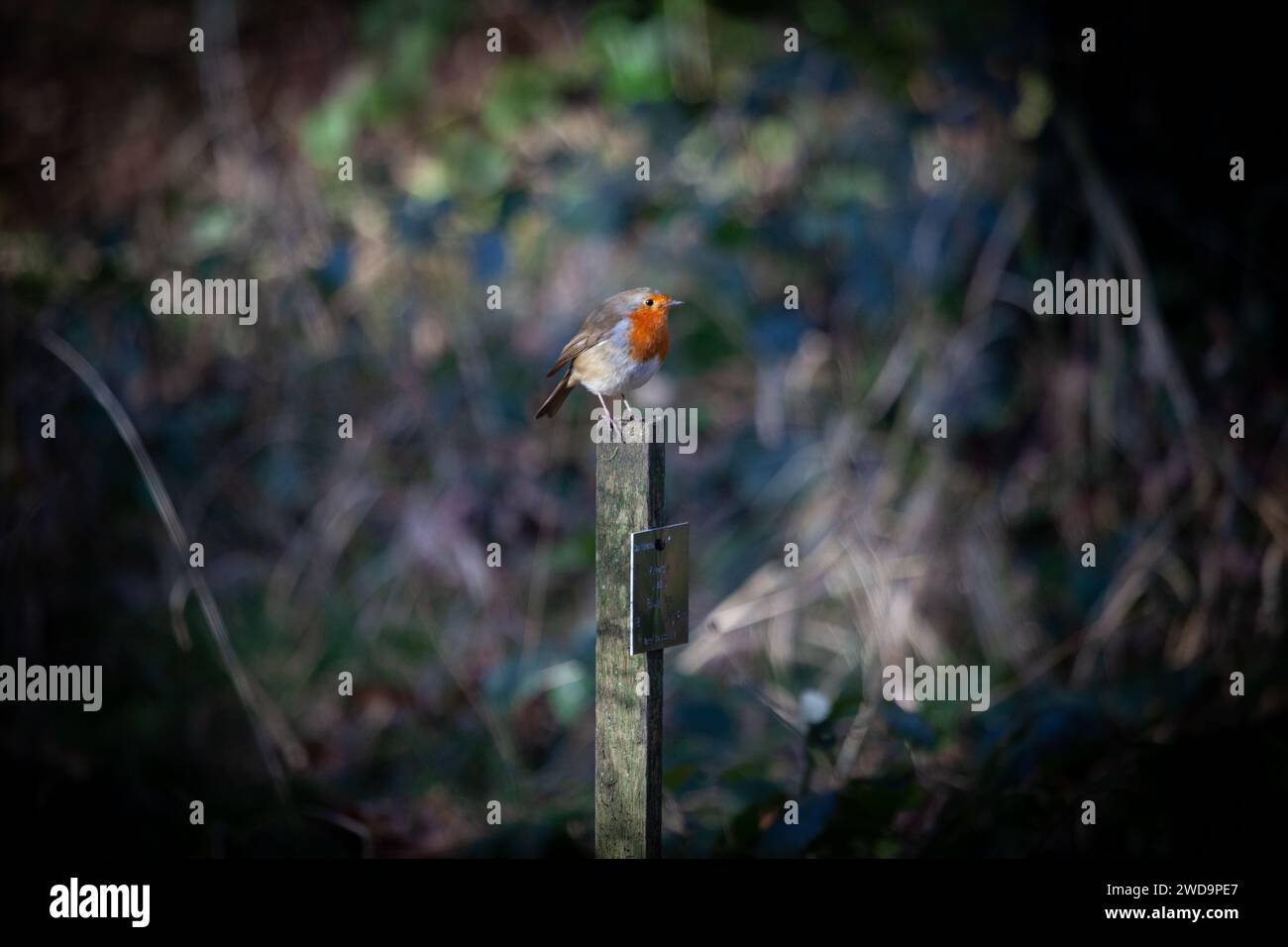 Robin on Post Stock Photo - Alamy