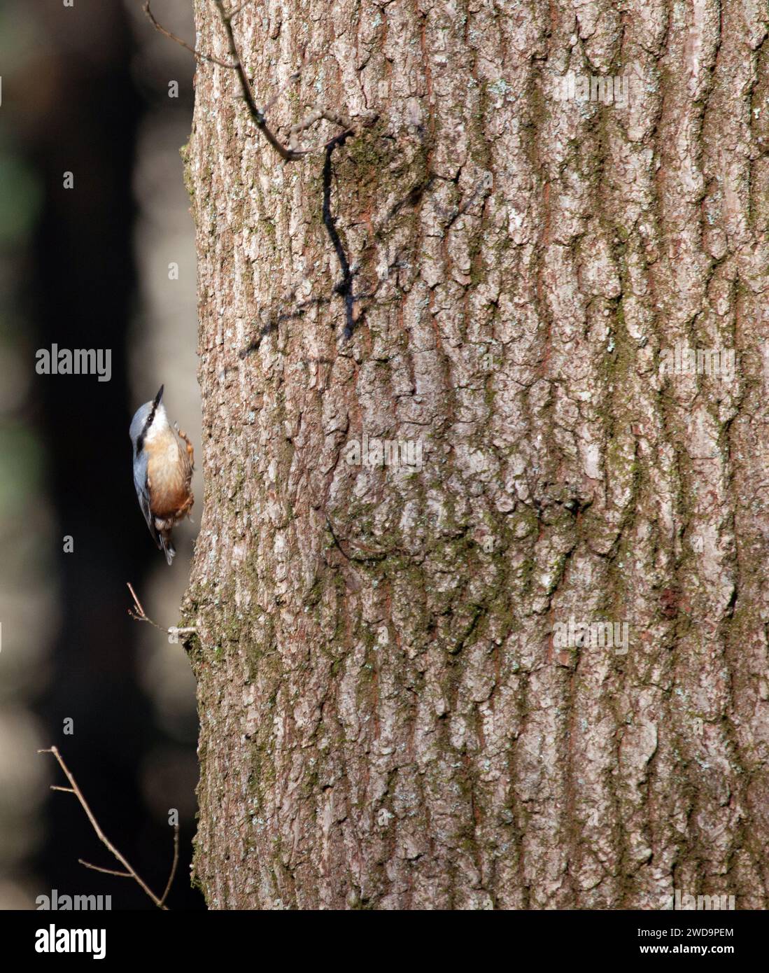 Eurasian Nuthatch leaping up tree captured mid air Stock Photo - Alamy