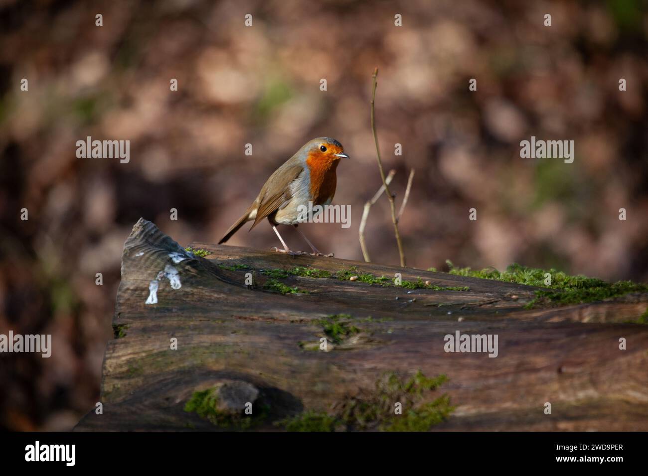 Robin on fallen tree trunk facing right Stock Photo - Alamy