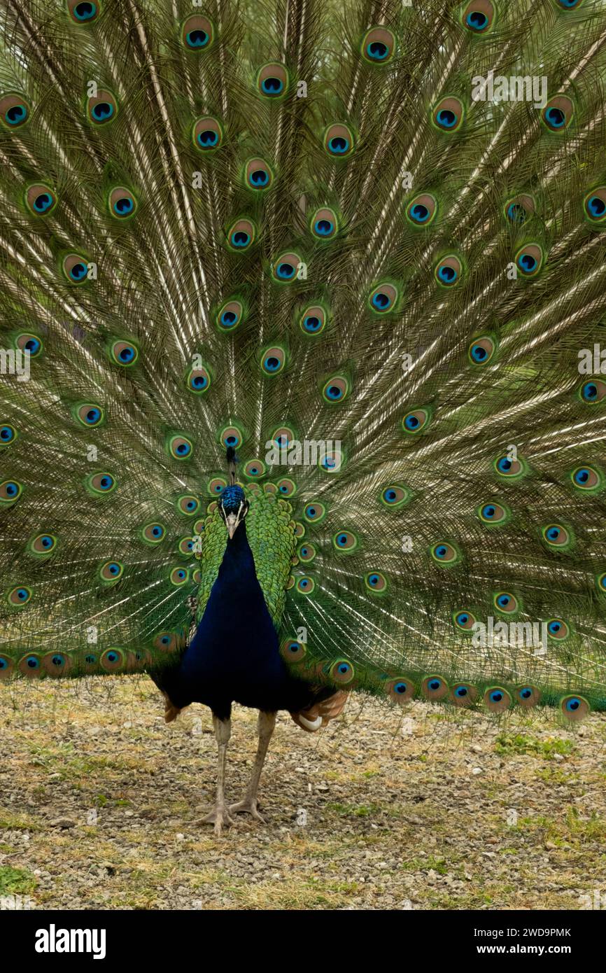 A peacock displays an extravagant fan of iridescent tail feathers ...