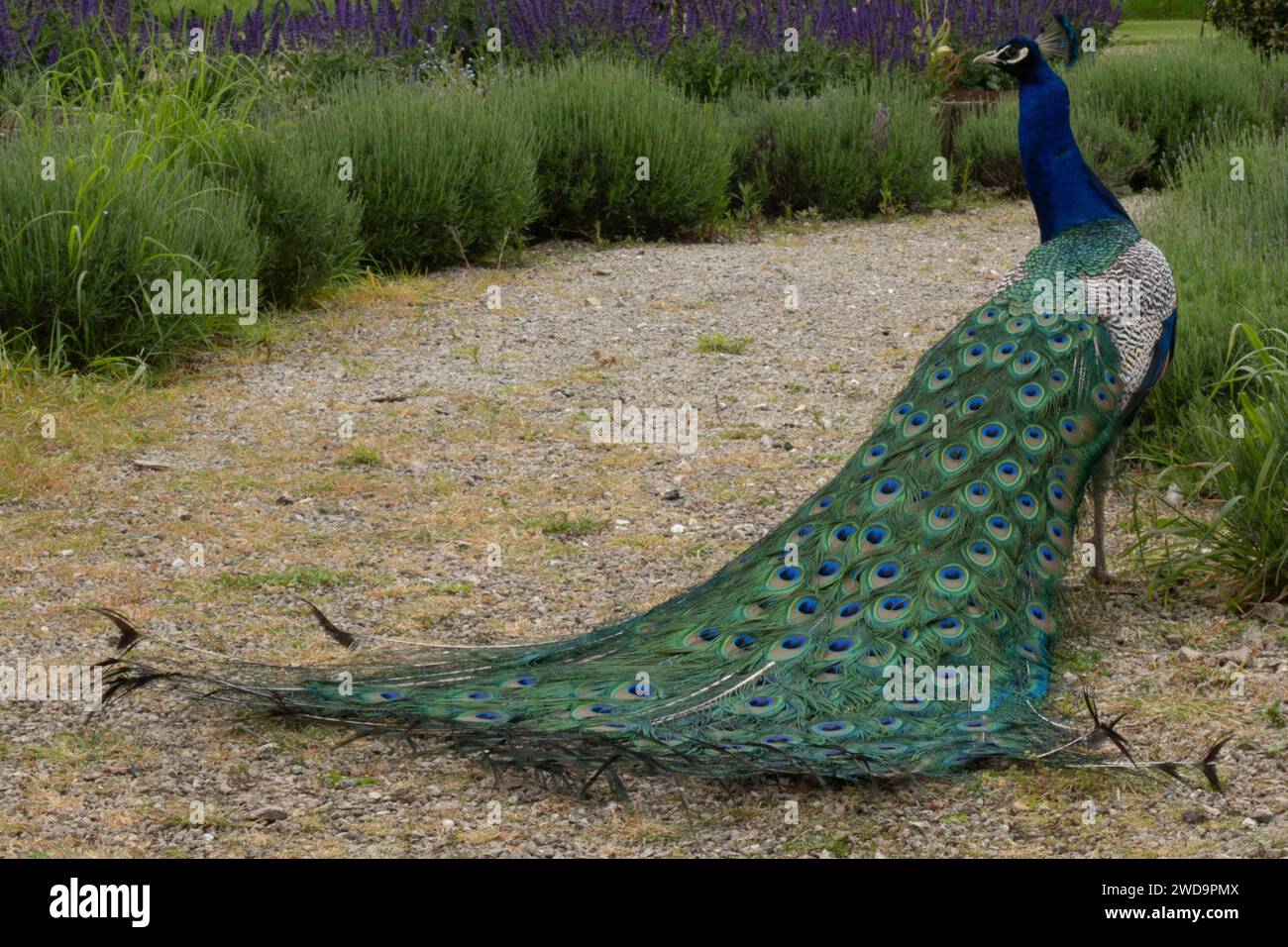A peacock displays an extravagant fan of iridescent tail feathers ...