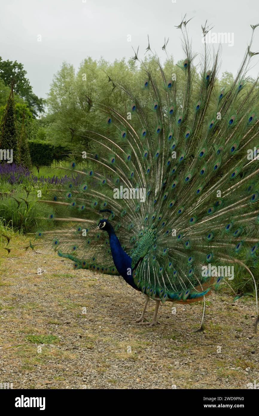 Amidst a lush garden setting, a peacock fans out its splendid feathered ...