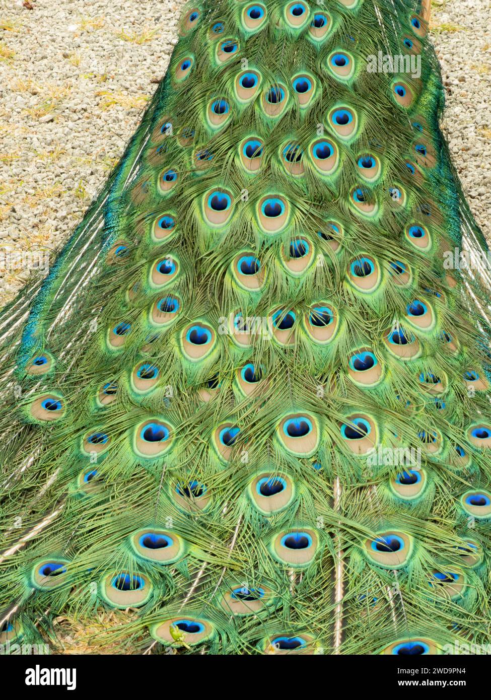 The intricate 'eye' patterns of a peacock's tail feathers showcased in ...