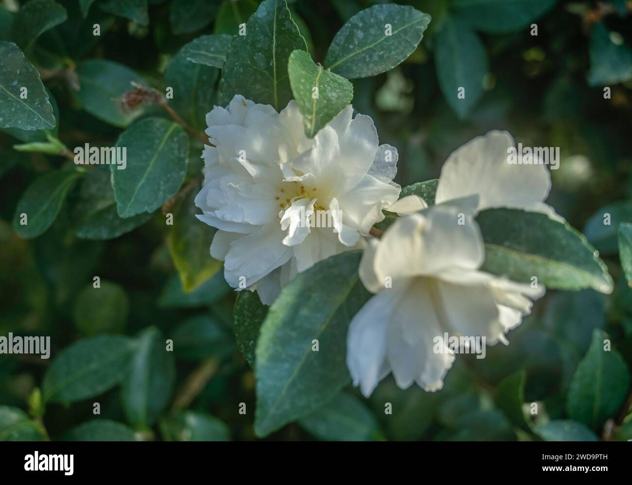 Maliflora hi-res stock photography and images - Alamy
