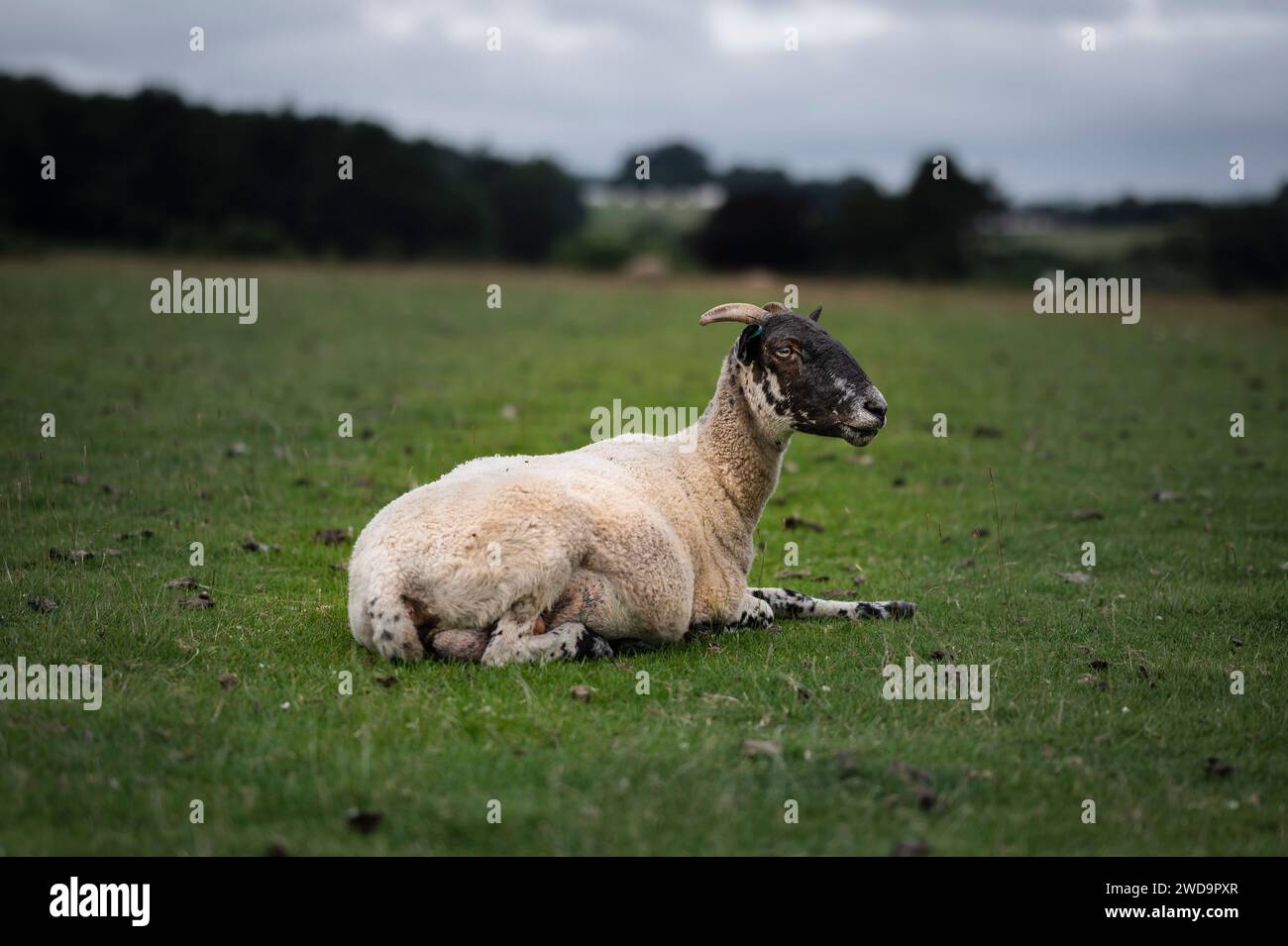 Sitting ram hi-res stock photography and images - Alamy